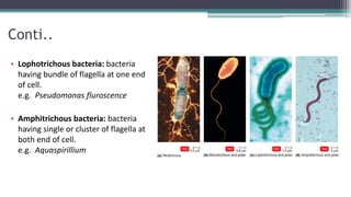 bacterial classification on the base of different mood | PPT