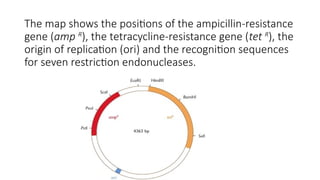 Bacterial cloning vectors (for cloning in ecoli).pptx
