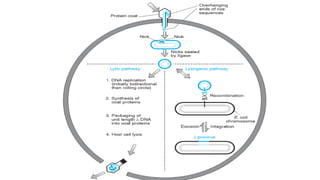 Bacterial cloning vectors (for cloning in ecoli).pptx