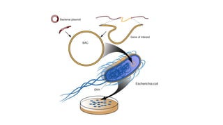 Bacterial cloning vectors (for cloning in ecoli).pptx