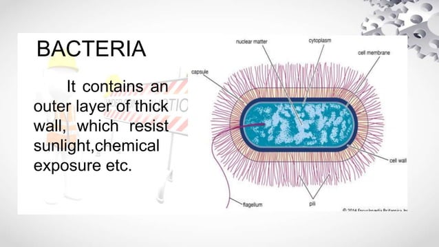 Self Healing Bacterial concrete | PPTX