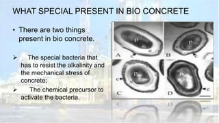 Self Healing Bacterial concrete | PPTX
