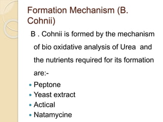 Bacterial concrete a self repairing biomaterial | PPTX | Chemistry ...