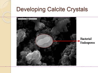 Bacterial concrete a self repairing biomaterial | PPTX