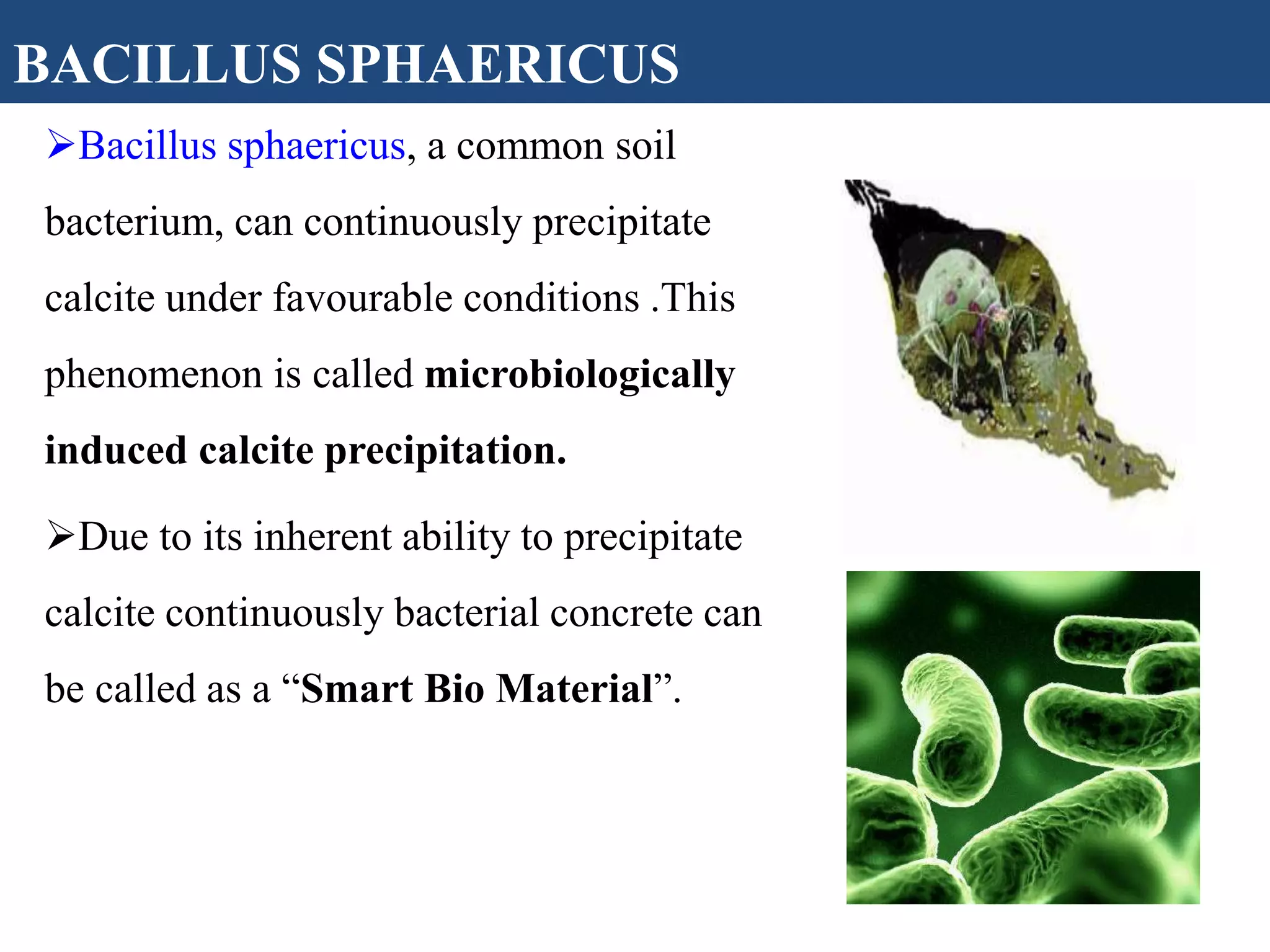 BACTERIAL CONCRETE ppt.pptx