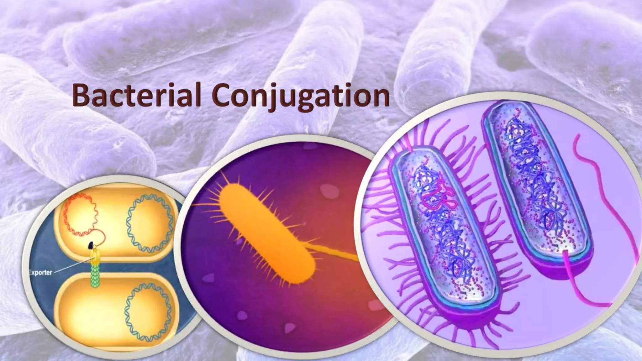 Bacterial conjugation | PPTX