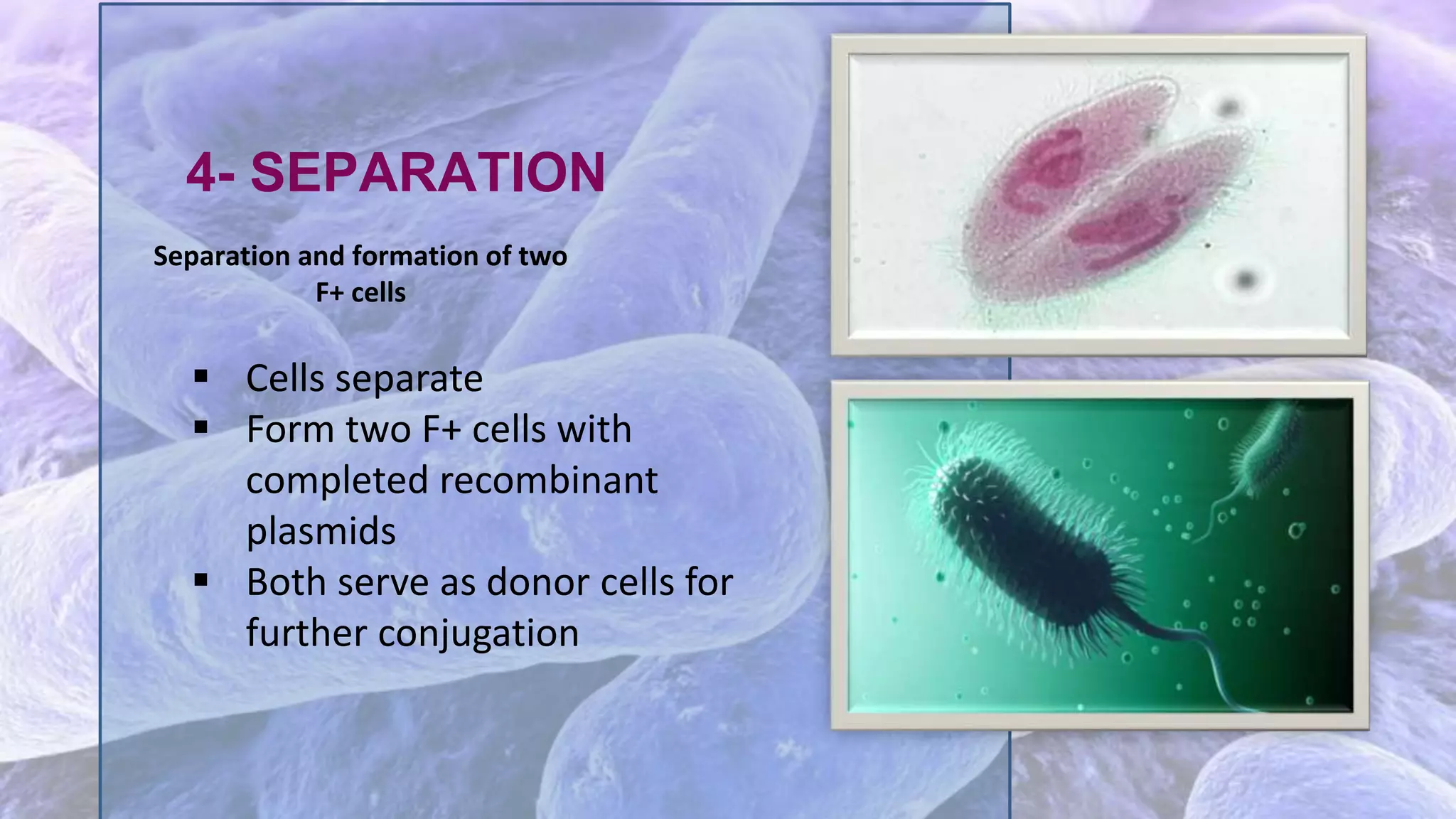 Bacterial conjugation | PPTX