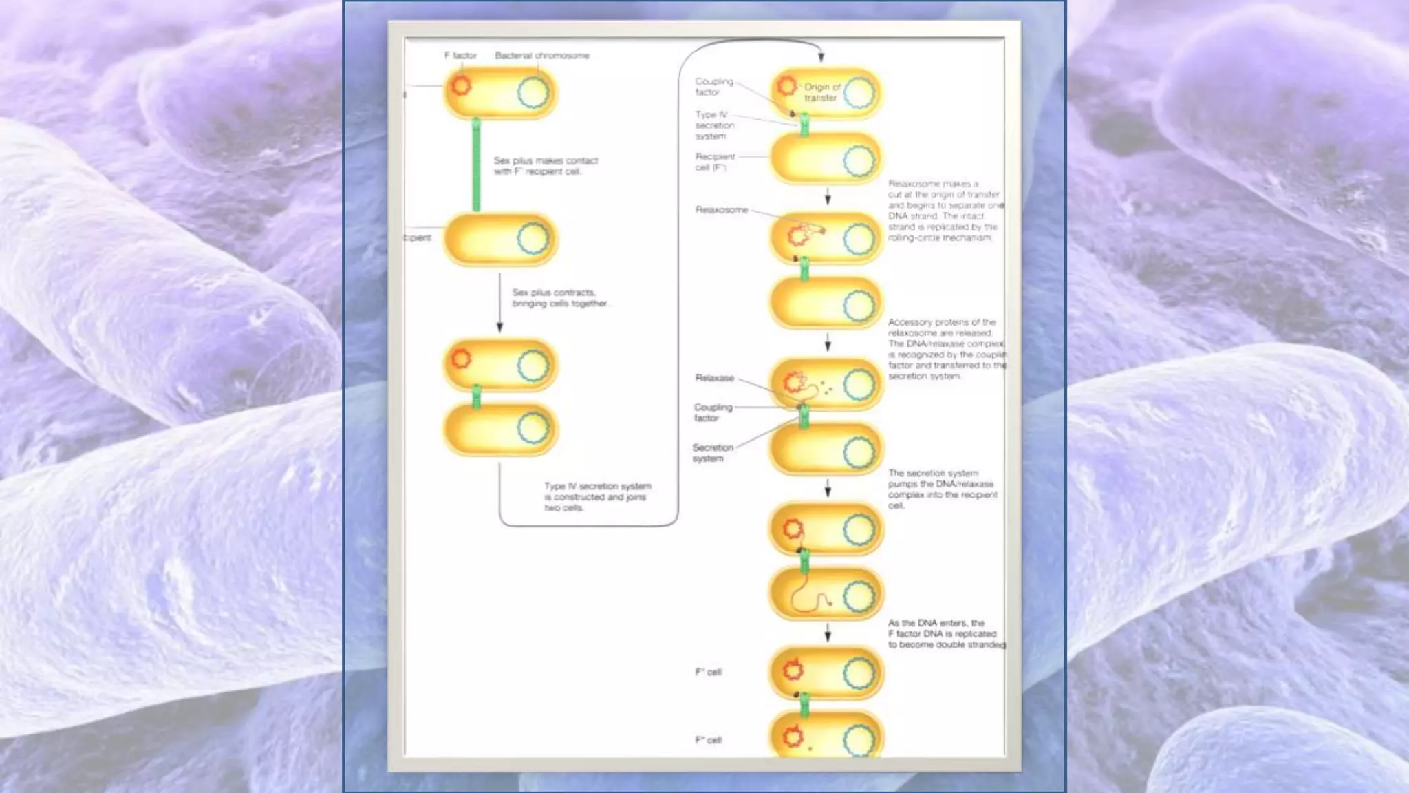 Bacterial conjugation | PPTX