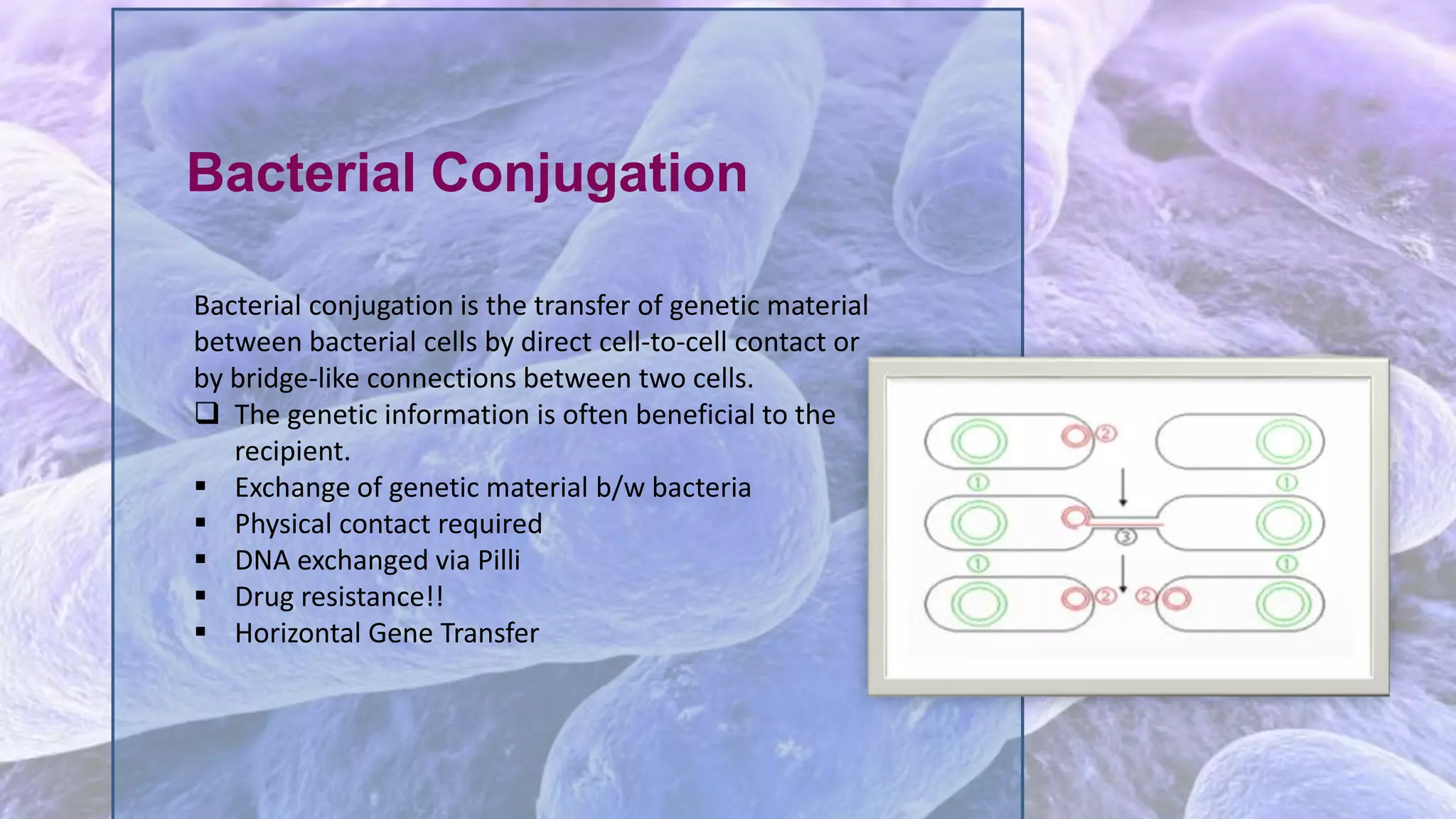 Bacterial conjugation | PPTX