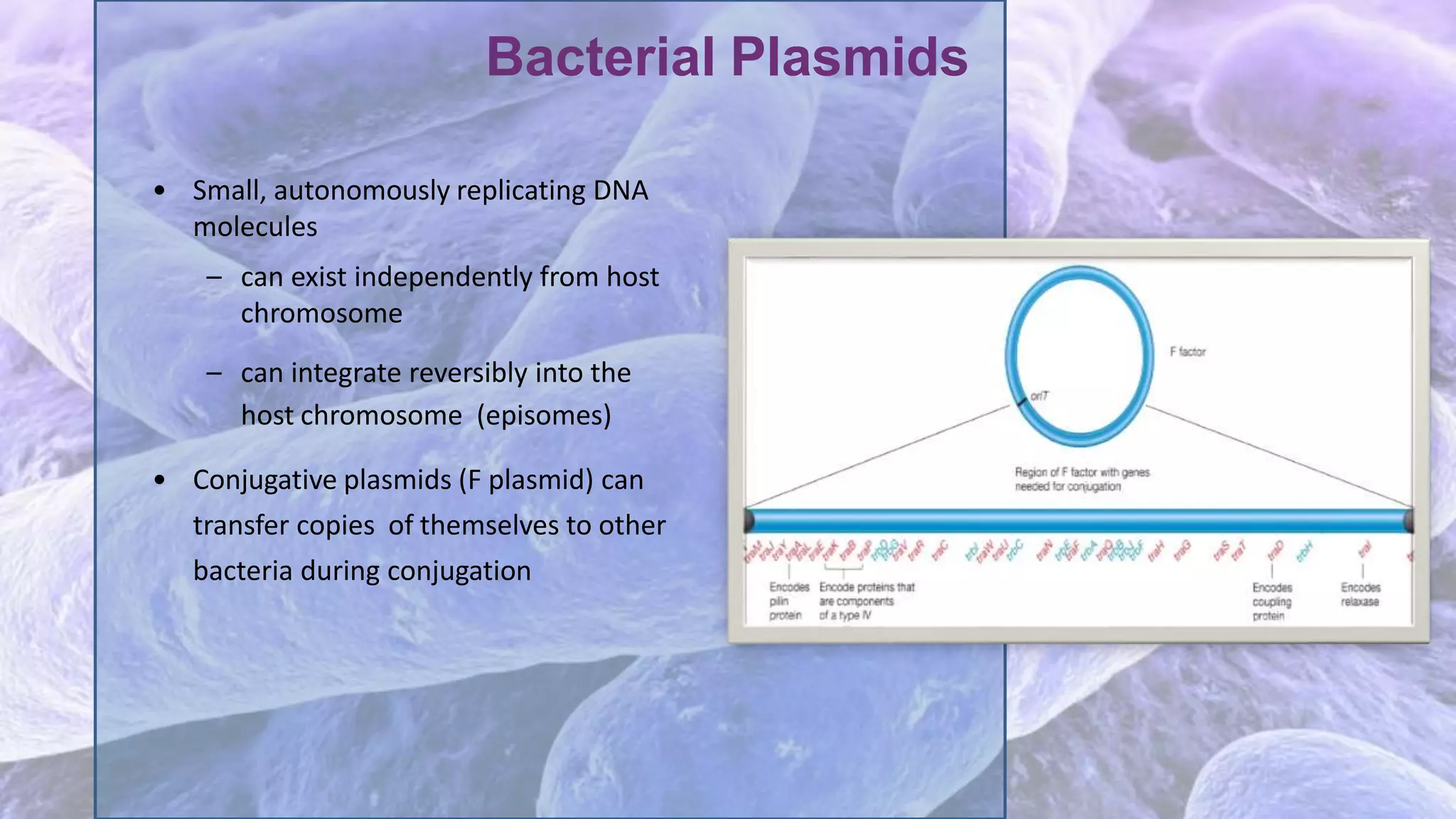 Bacterial conjugation | PPTX