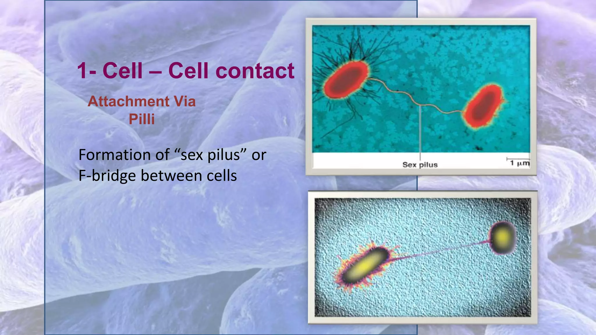 Bacterial conjugation | PPTX