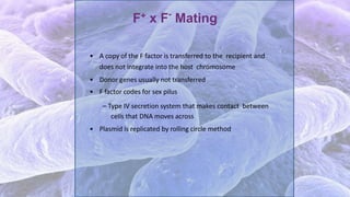 Bacterial conjugation | PPTX