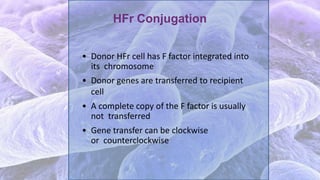 Bacterial conjugation | PPTX