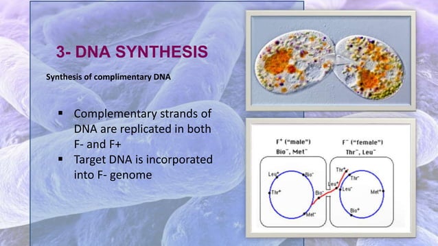 Bacterial conjugation | PPTX