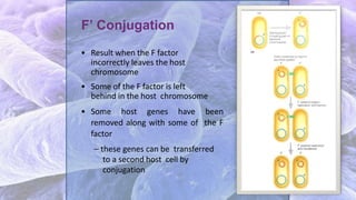 Bacterial conjugation | PPTX