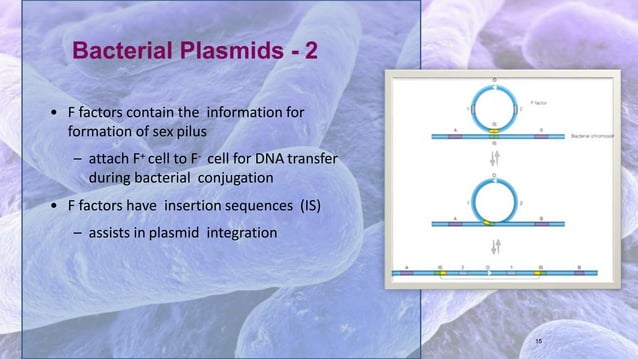 Bacterial conjugation | PPTX