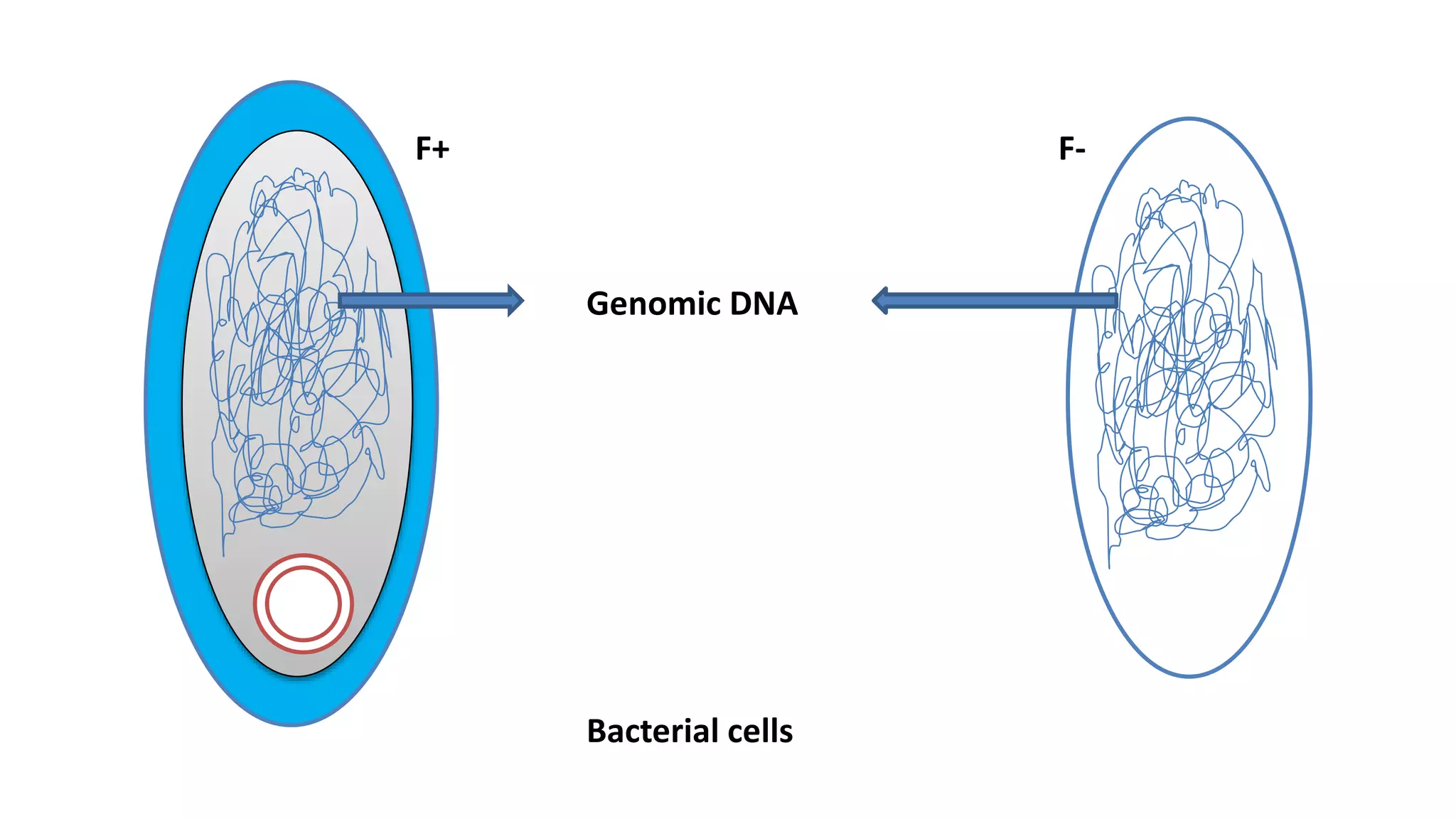 Bacterial conjugation | PPTX