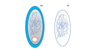 Bacterial conjugation | PPTX
