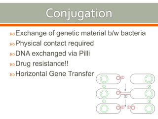 Bacterial Conjugation | PPTX