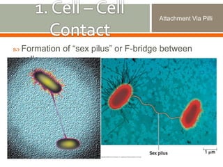 Bacterial Conjugation | PPTX