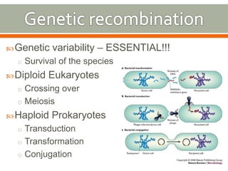 Conjugation Bacteria