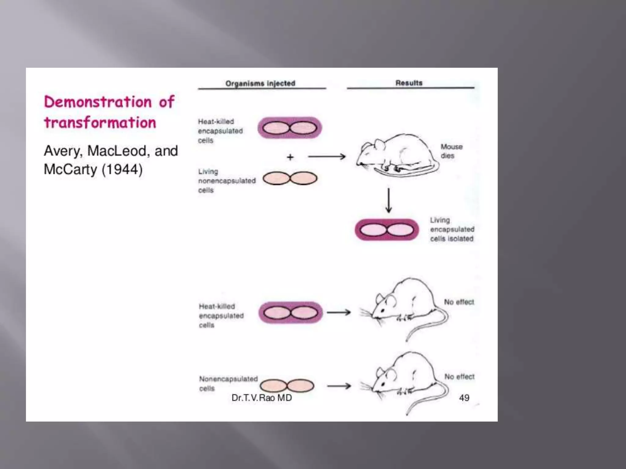 Reproduction in bacteria | PPTX