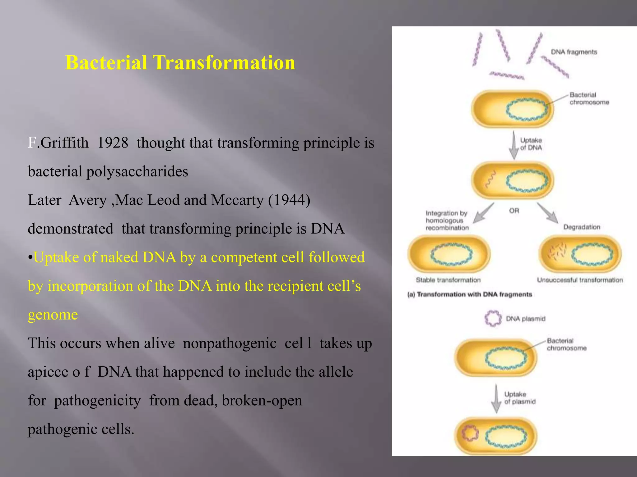 Reproduction in bacteria | PPT