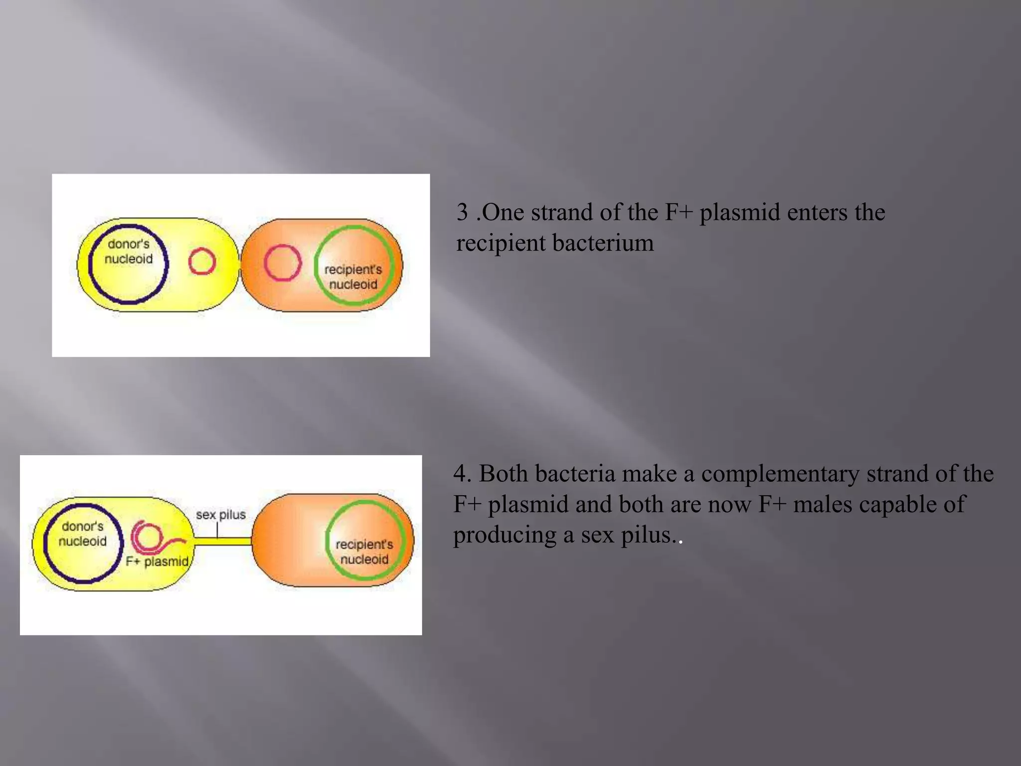 Reproduction in bacteria | PPTX