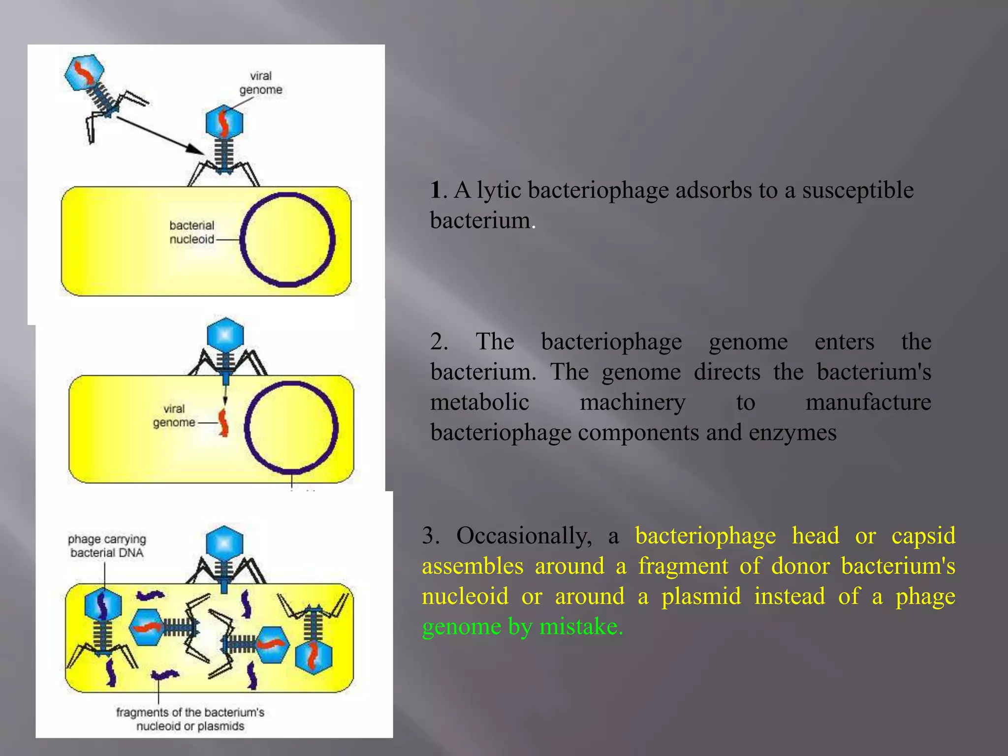 Reproduction in bacteria | PPT