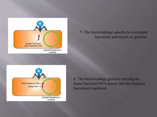 Reproduction in bacteria | PPT