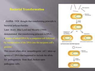 Reproduction in bacteria | PPT