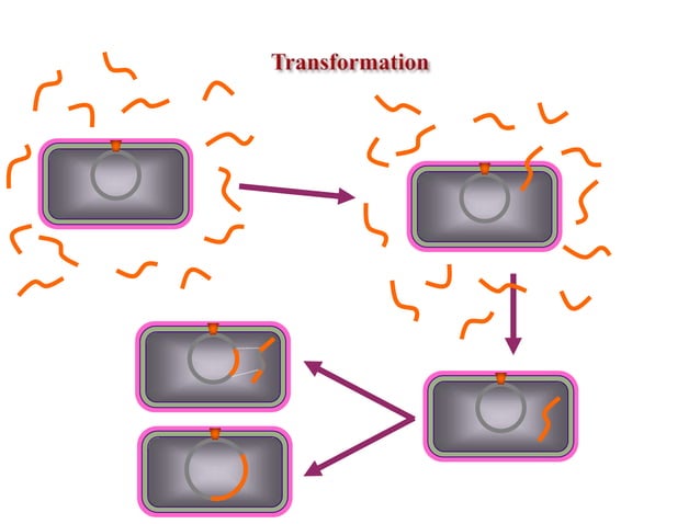 Reproduction in bacteria | PPT