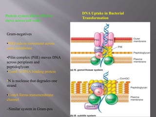 Reproduction in bacteria | PPTX