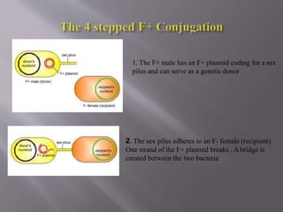 Reproduction in bacteria | PPT