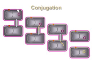 Reproduction in bacteria | PPTX