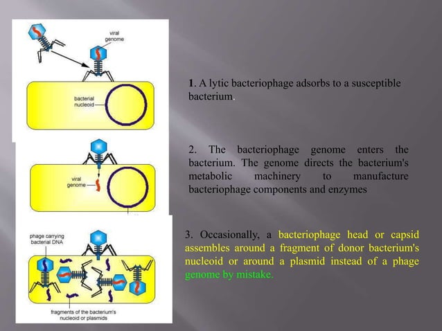 Reproduction in bacteria | PPT