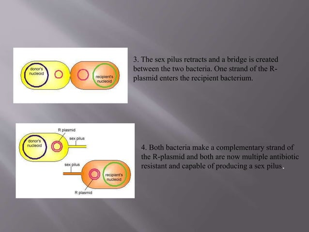 Reproduction in bacteria | PPT