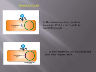 Reproduction in bacteria | PPTX
