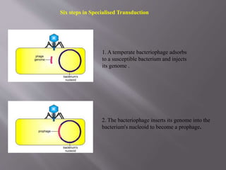 Reproduction in bacteria | PPTX