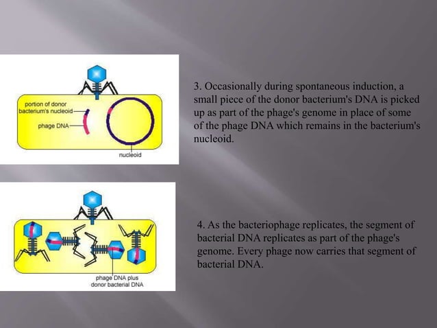 Reproduction in bacteria | PPT
