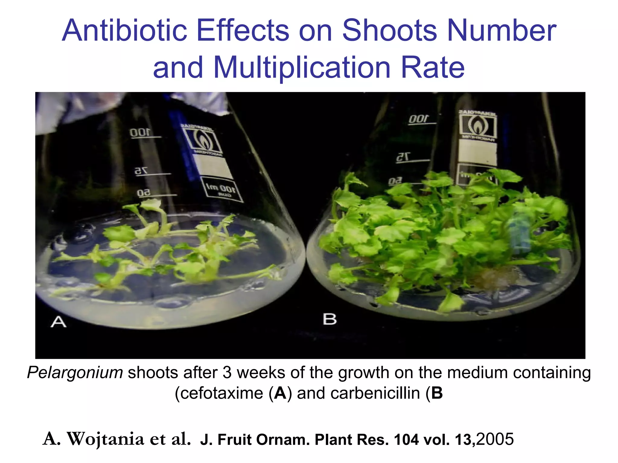 Bacterial contaminants of plant tissue culture | PPT