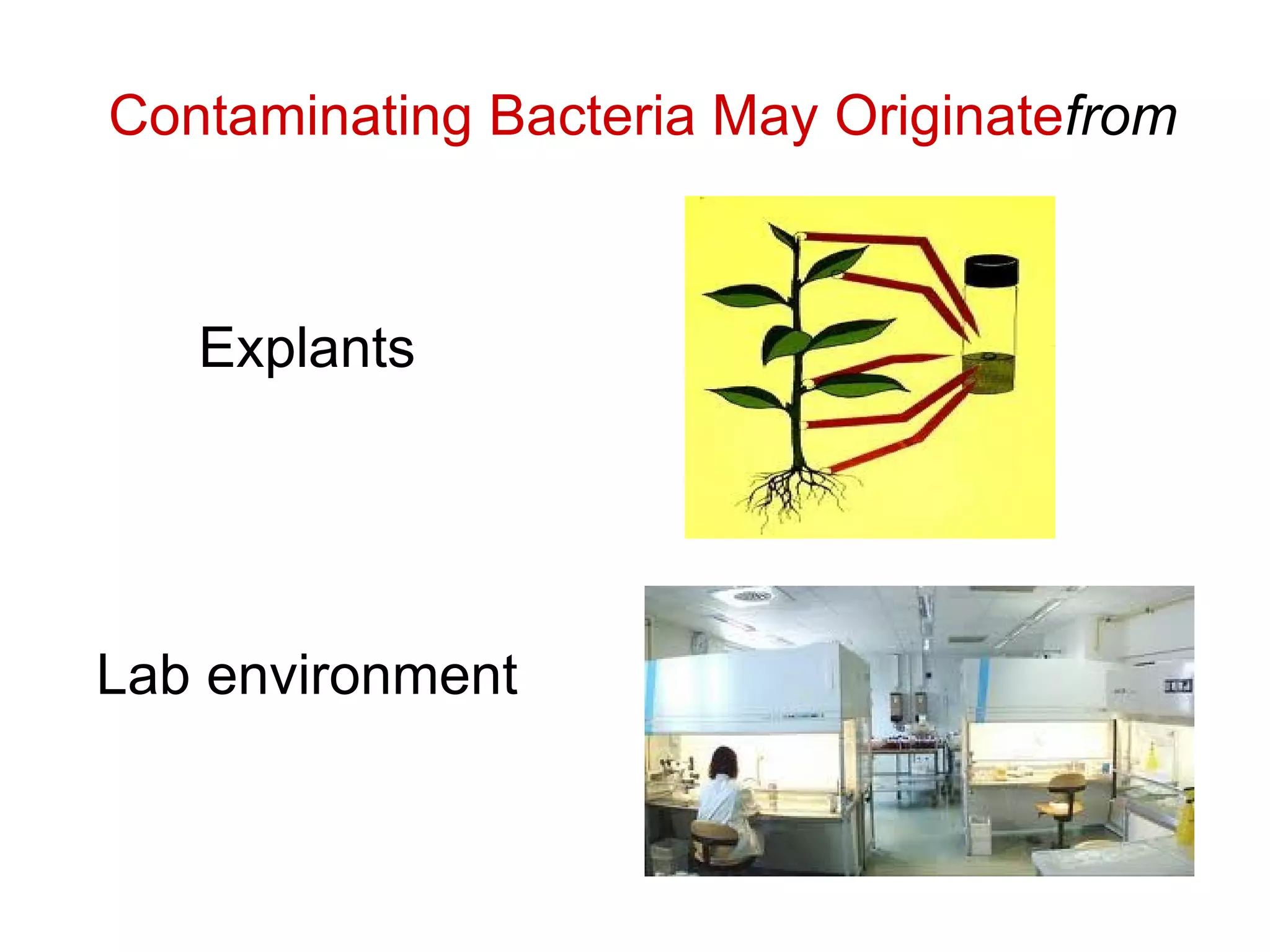 Bacterial contaminants of plant tissue culture | PPT
