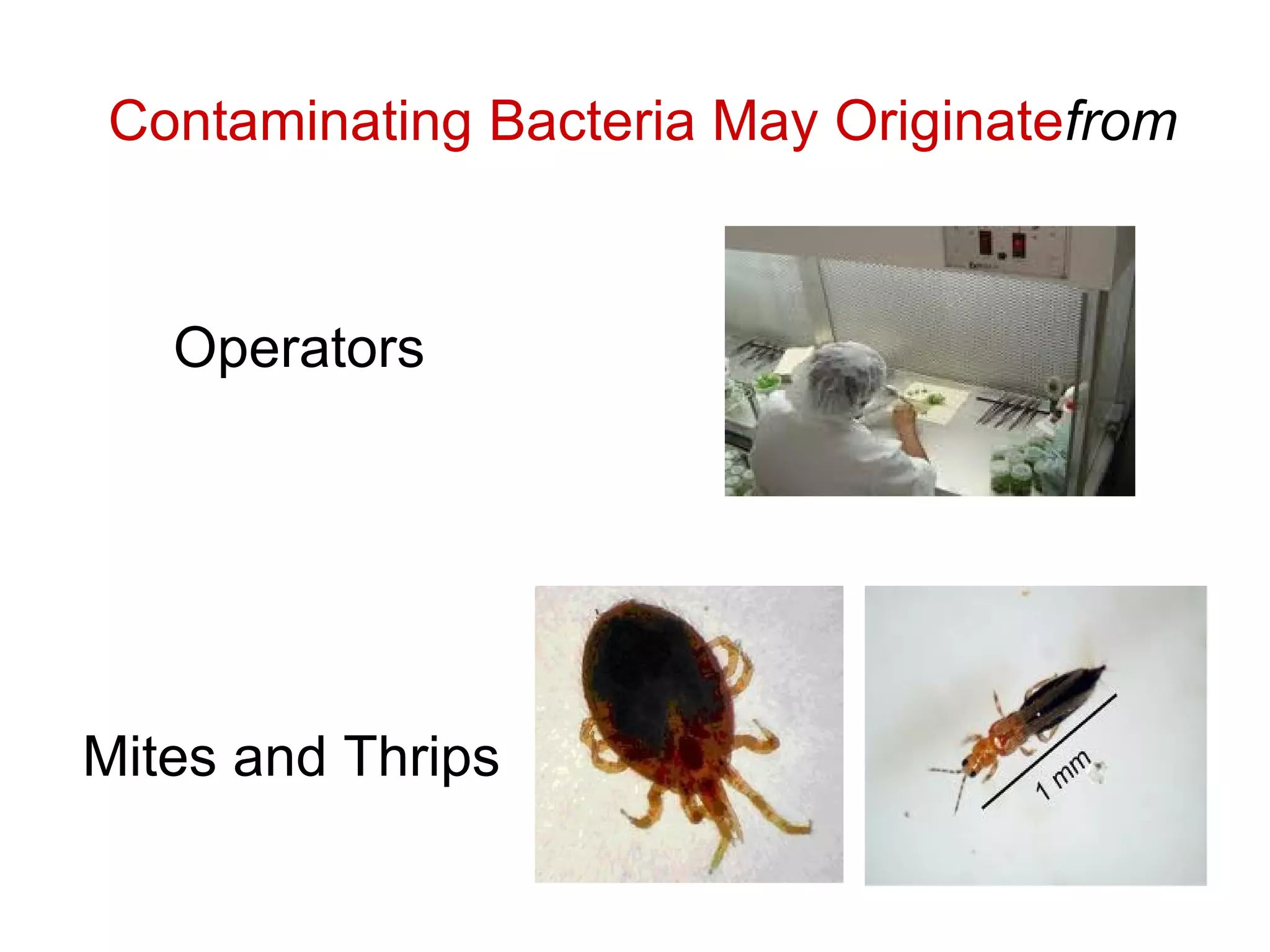 Bacterial contaminants of plant tissue culture | PPT
