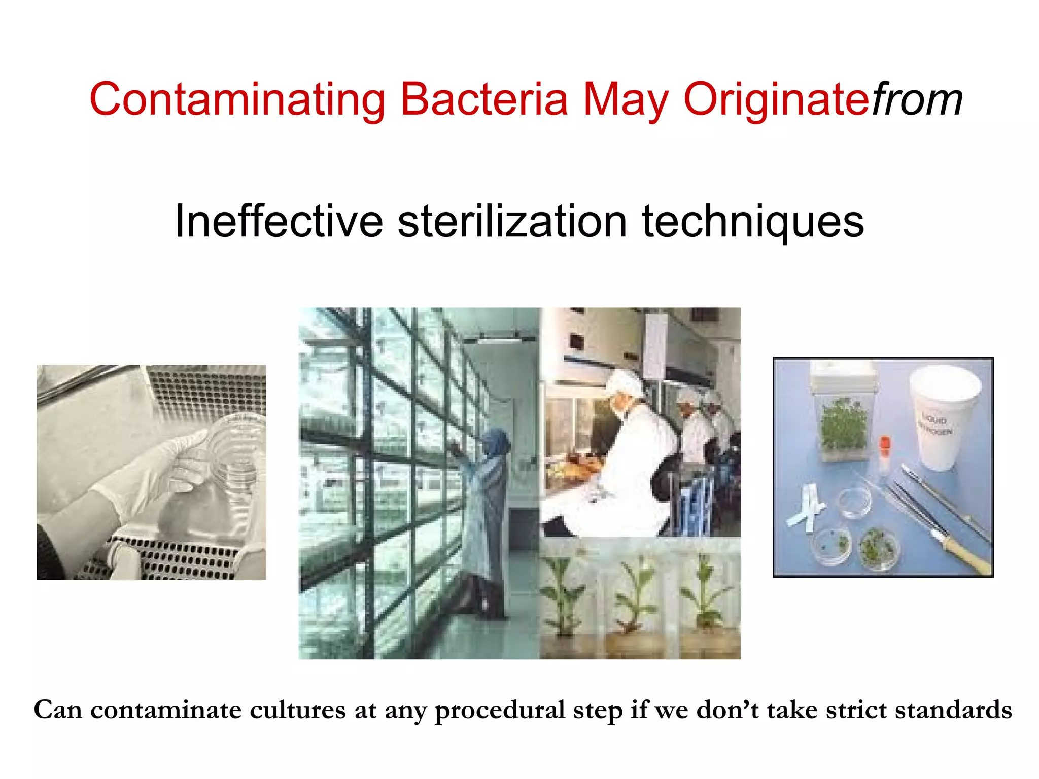 Bacterial contaminants of plant tissue culture | PPT