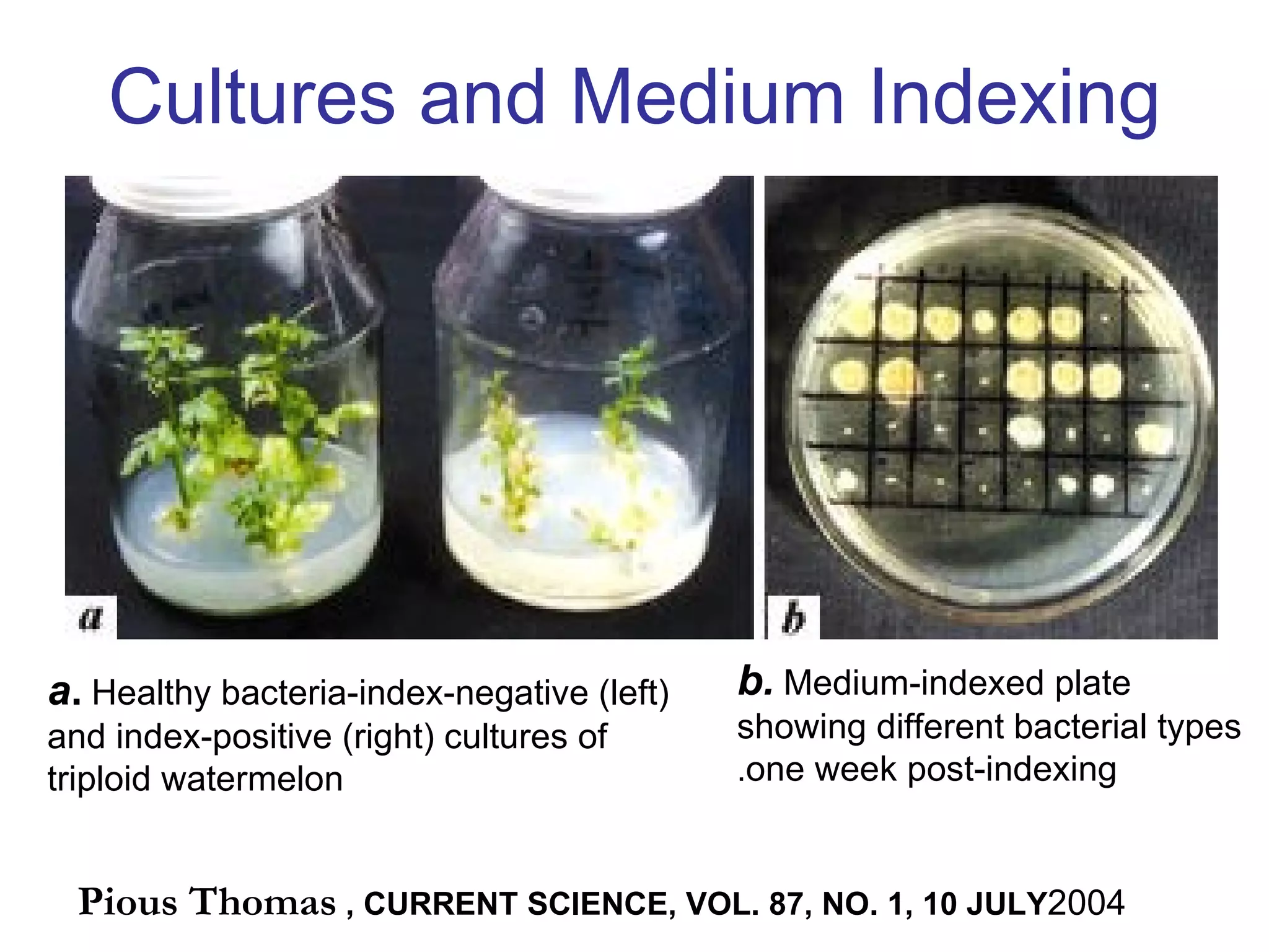 Bacterial contaminants of plant tissue culture | PPT
