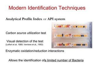 Bacterial contaminants of plant tissue culture | PPT