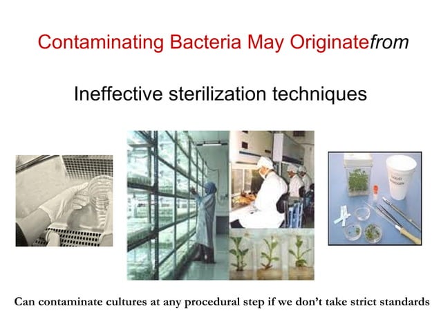 Bacterial contaminants of plant tissue culture | PPT