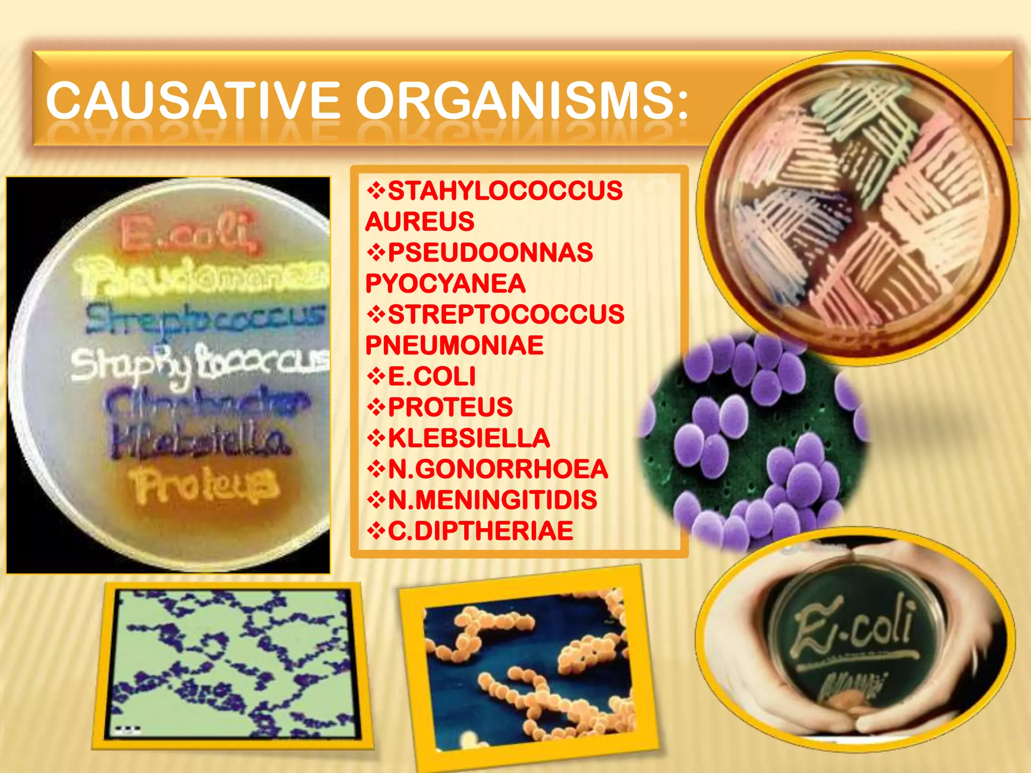 Bacterial corneal ulcer (Etilogy, pathogenesis, pathology & clinical ...