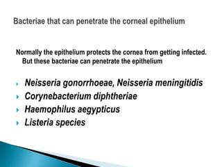Bacterial corneal ulcer | PPTX