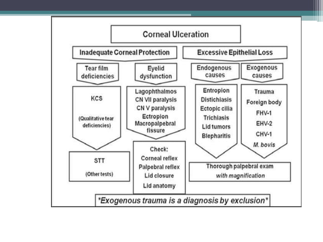 Bacterial Corneal Ulcer 2 Pptx Cornea Ppt